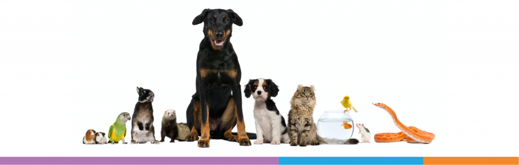 About Us - Pet MegaStore